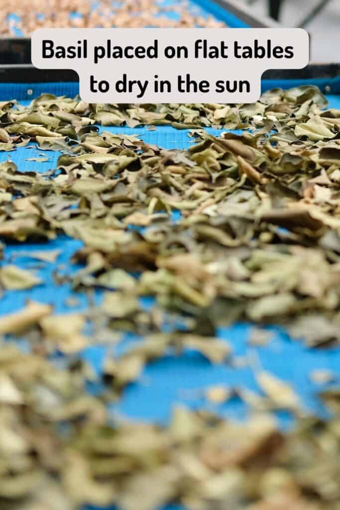 How to Dry Basil (5 Easy Ways!)