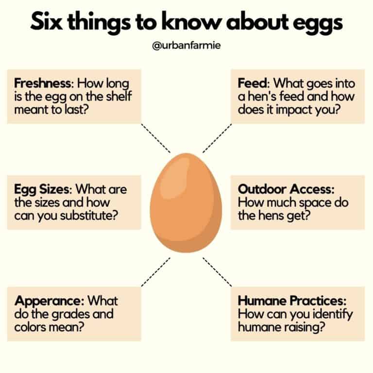 Egg Labels: The Ultimate Guide for Buying Eggs! - Urban Farmie