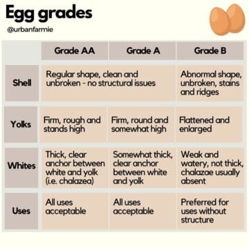 Egg Labels: The Ultimate Guide for Buying Eggs! - Urban Farmie