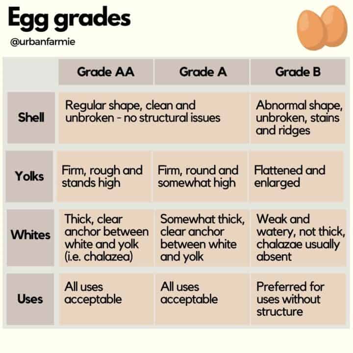 Egg Labels: The Ultimate Guide for Buying Eggs! - Urban Farmie