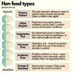 Egg Labels: The Ultimate Guide for Buying Eggs! - Urban Farmie