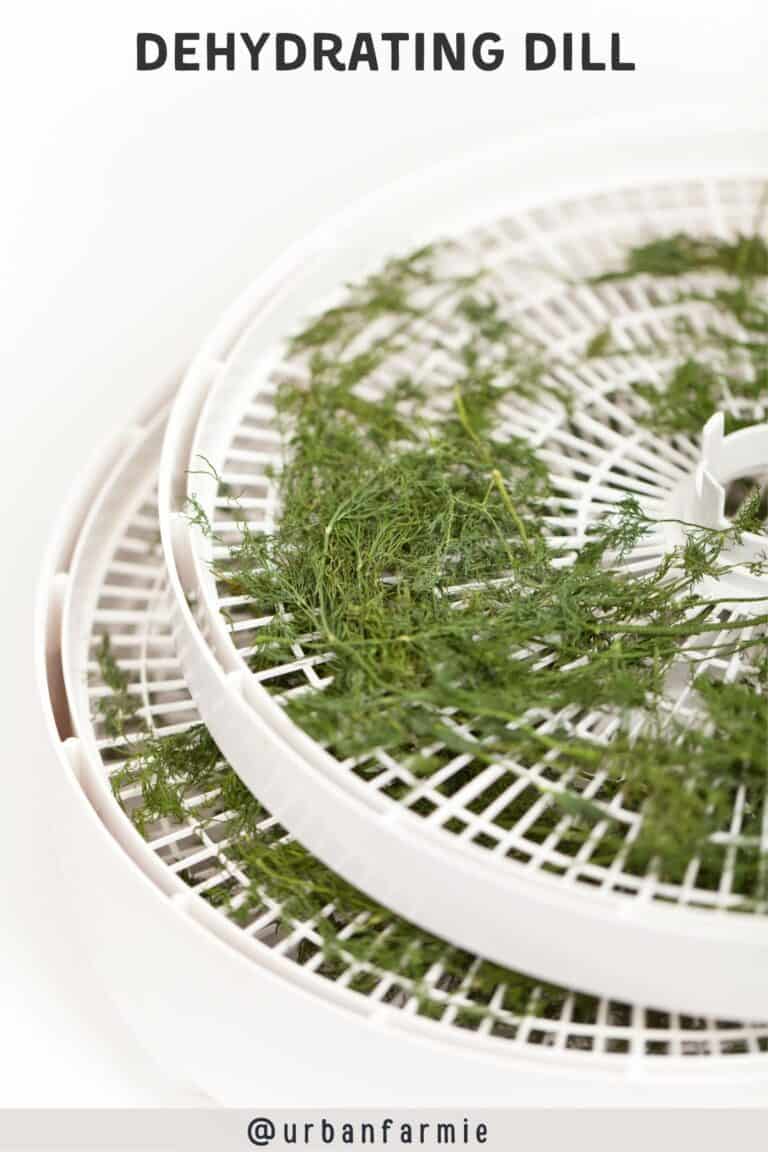 How to Dry Dill! (Four Easy Methods)