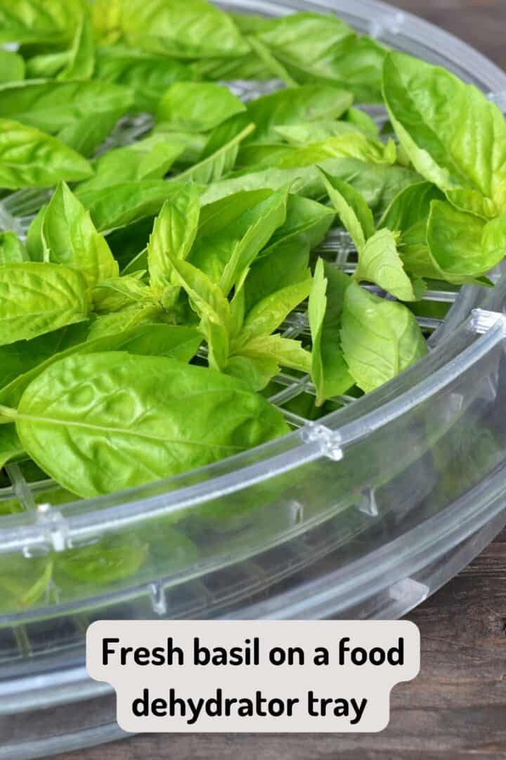 How to Dry Basil (5 Easy Ways!)