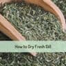 How to Dry Dill! (Four Easy Methods)