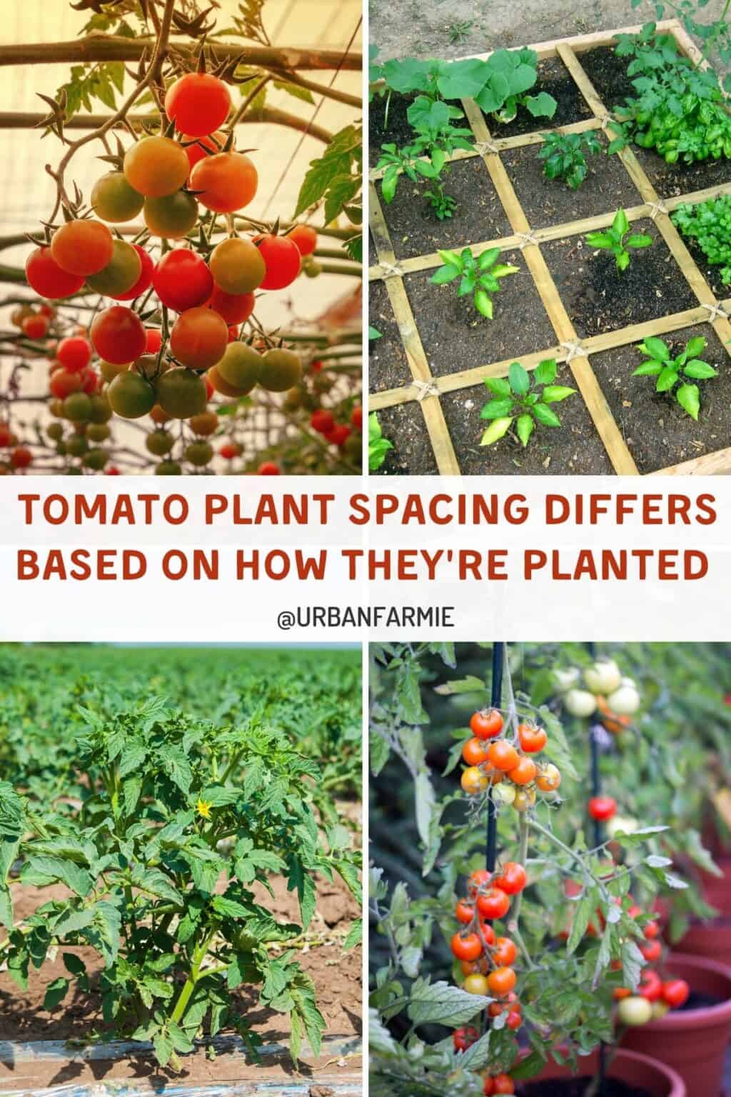 How Far Apart to Plant Tomatoes
