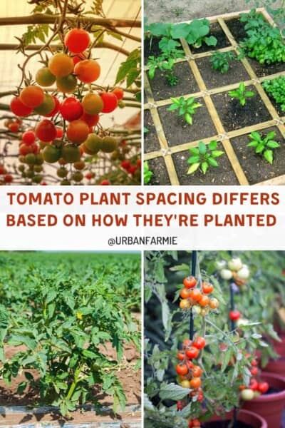 How Far Apart to Plant Tomatoes