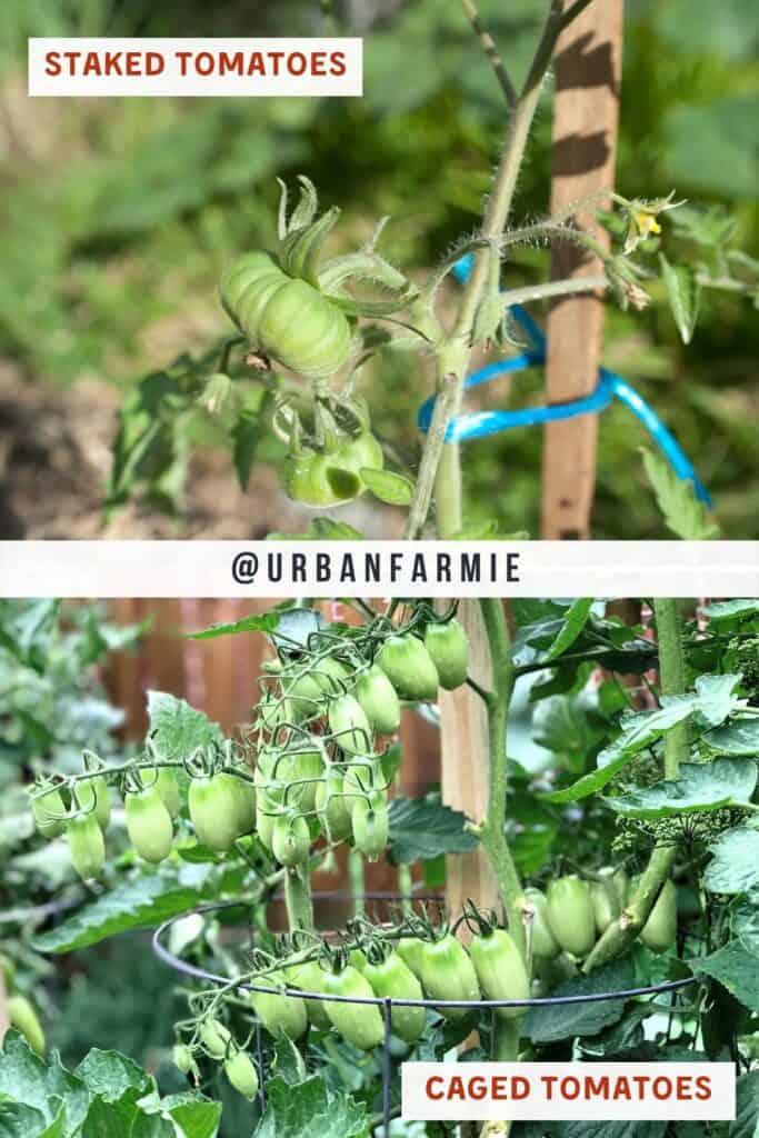 How Far Apart to Plant Tomatoes