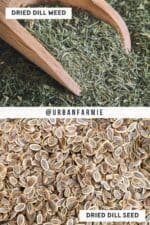 How to Dry Dill! (Four Easy Methods)