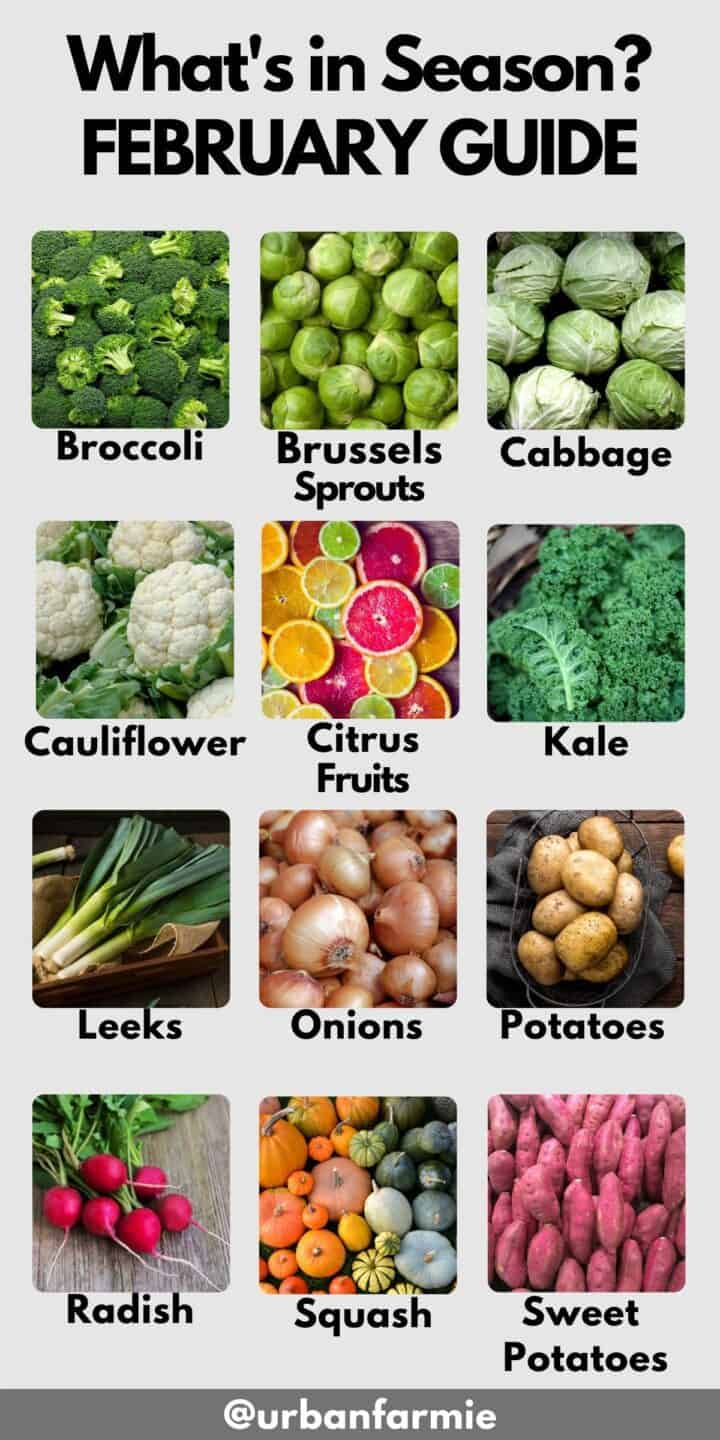 What's in Season:What's in Season? February Produce Guide - Urban Farmie